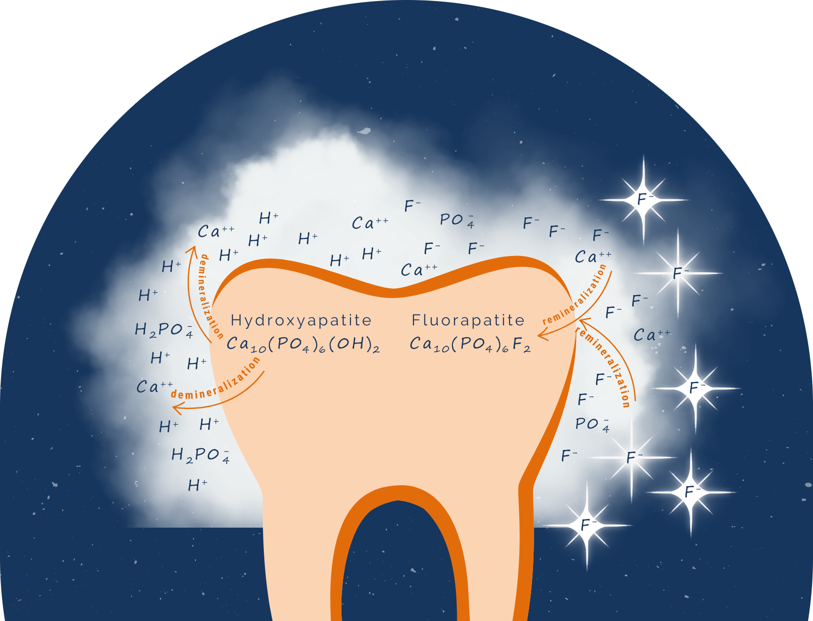 Facts About Fluoride - Fluoride Exposed